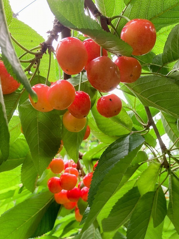 なまるカラダ: 4／3日記 Four Thirds Diary